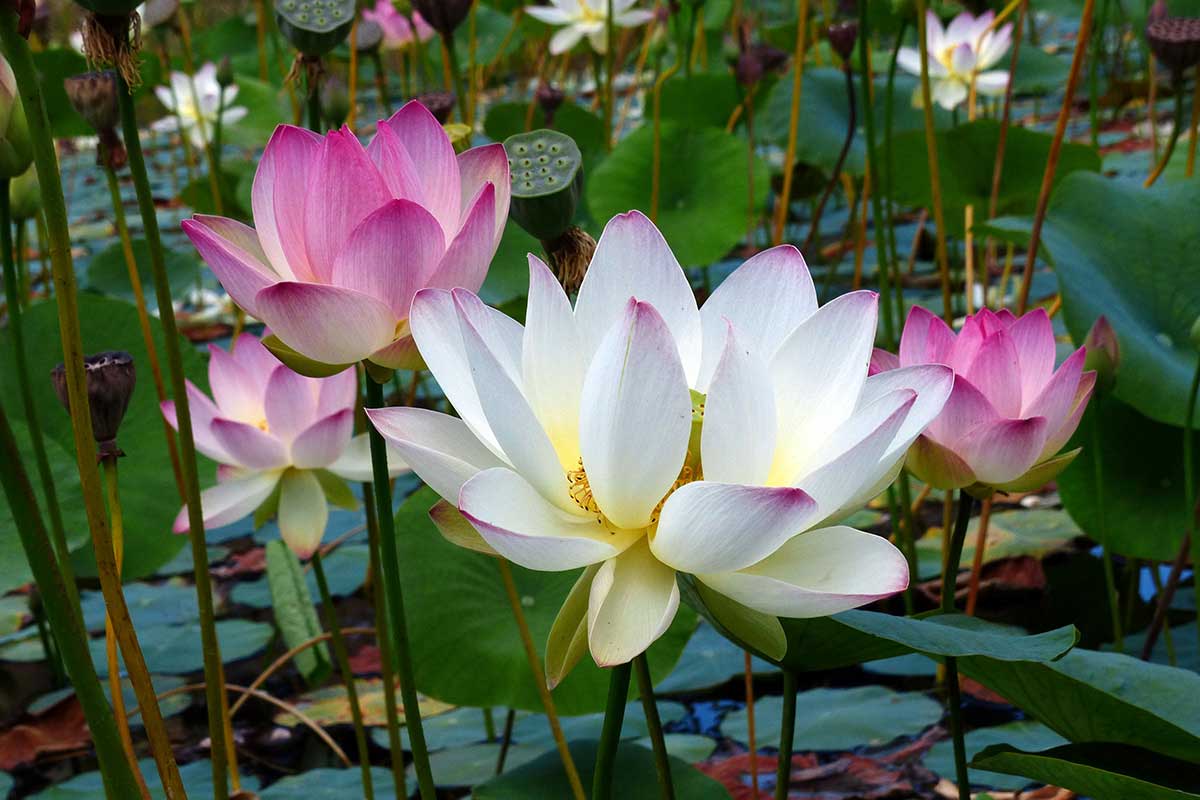 Personal Retreats - Mount Madonna