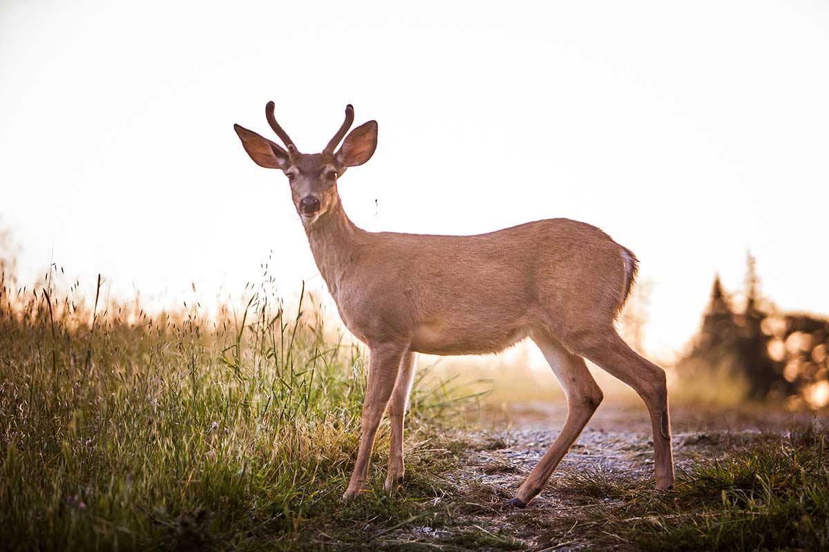 Annual Yoga Retreats - Mount Madonna
