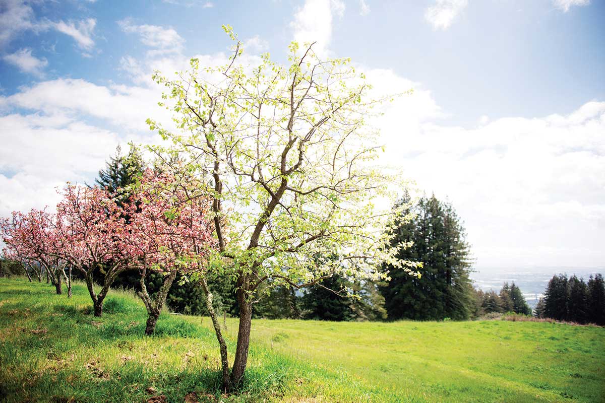 Personal Retreats - Mount Madonna